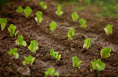 Atlanta GA Bioretention Soil | Buford Bio Mix Soil Suppliers Near Me ...